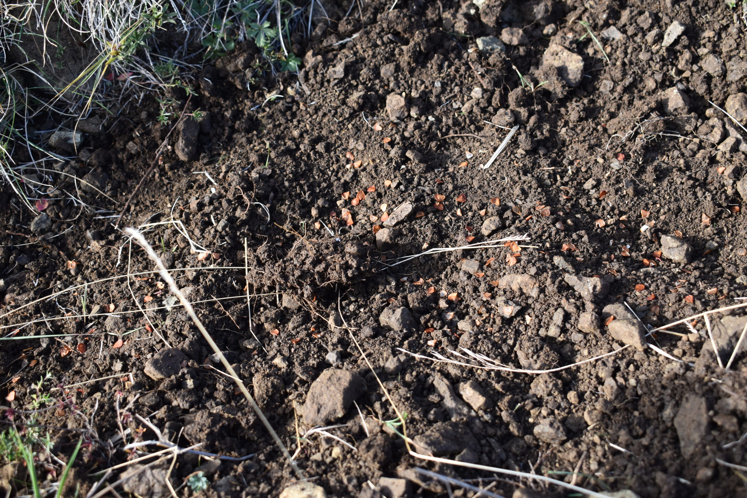 Field expedition to propagate Tulipa albanica in new areas of Surroj ...